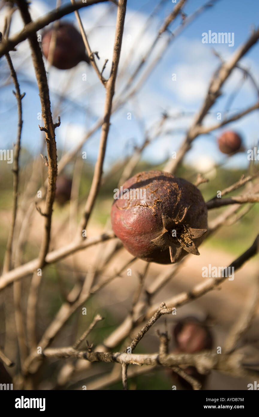 Economic fruit tree hi-res stock photography and images - Alamy