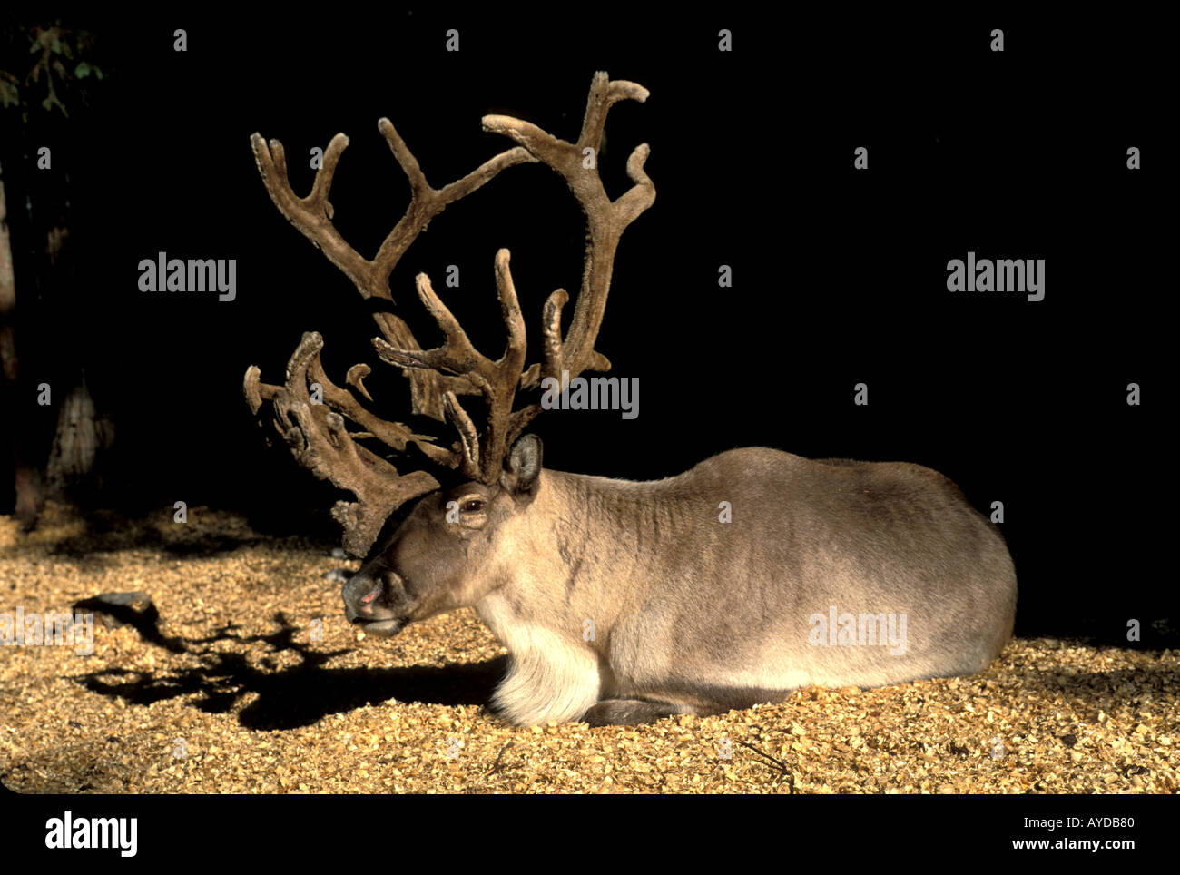 Alaska reindeer with velvet rack Stock Photo - Alamy