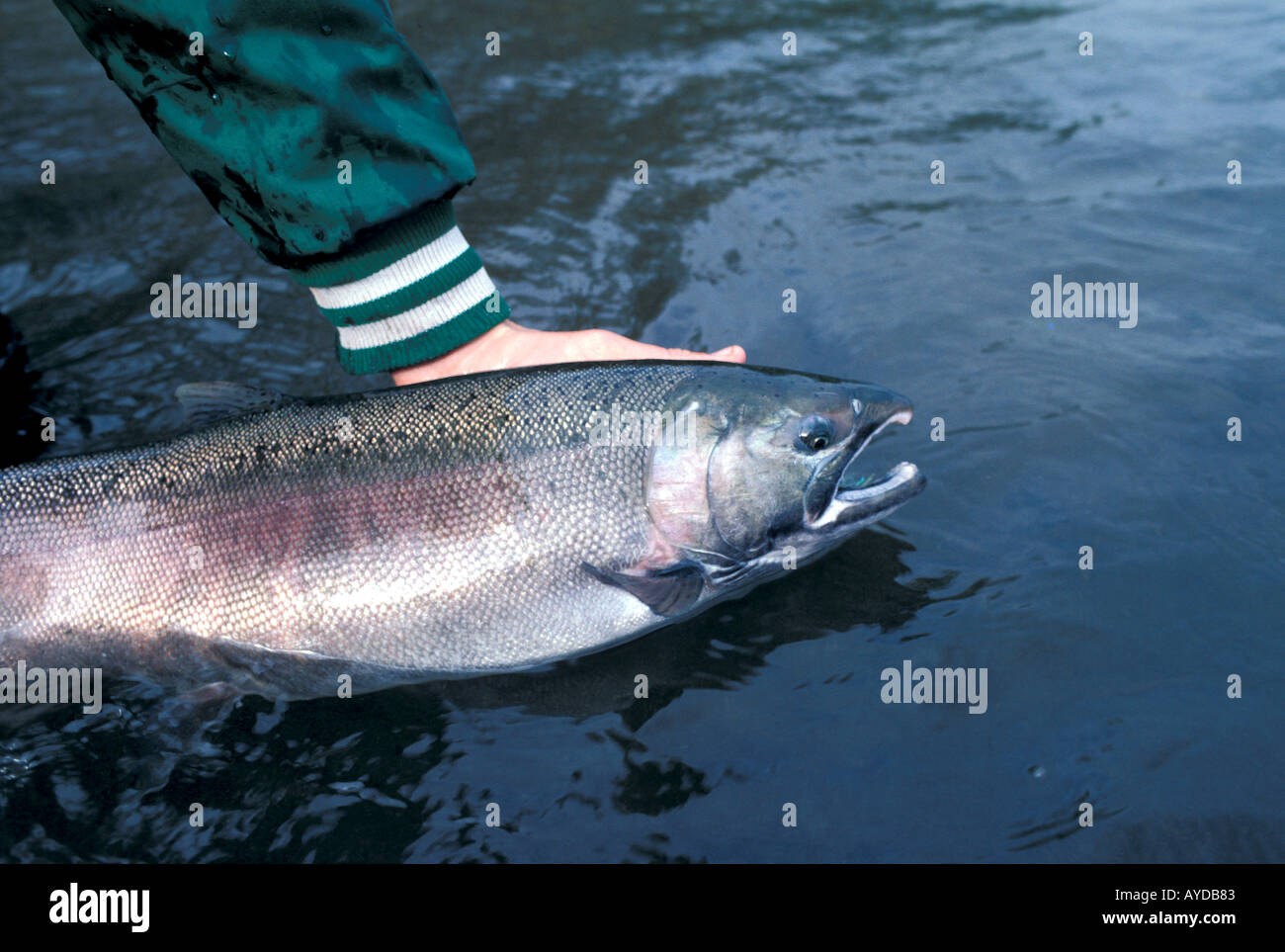 Alaska fishing silver salmon Stock Photo - Alamy