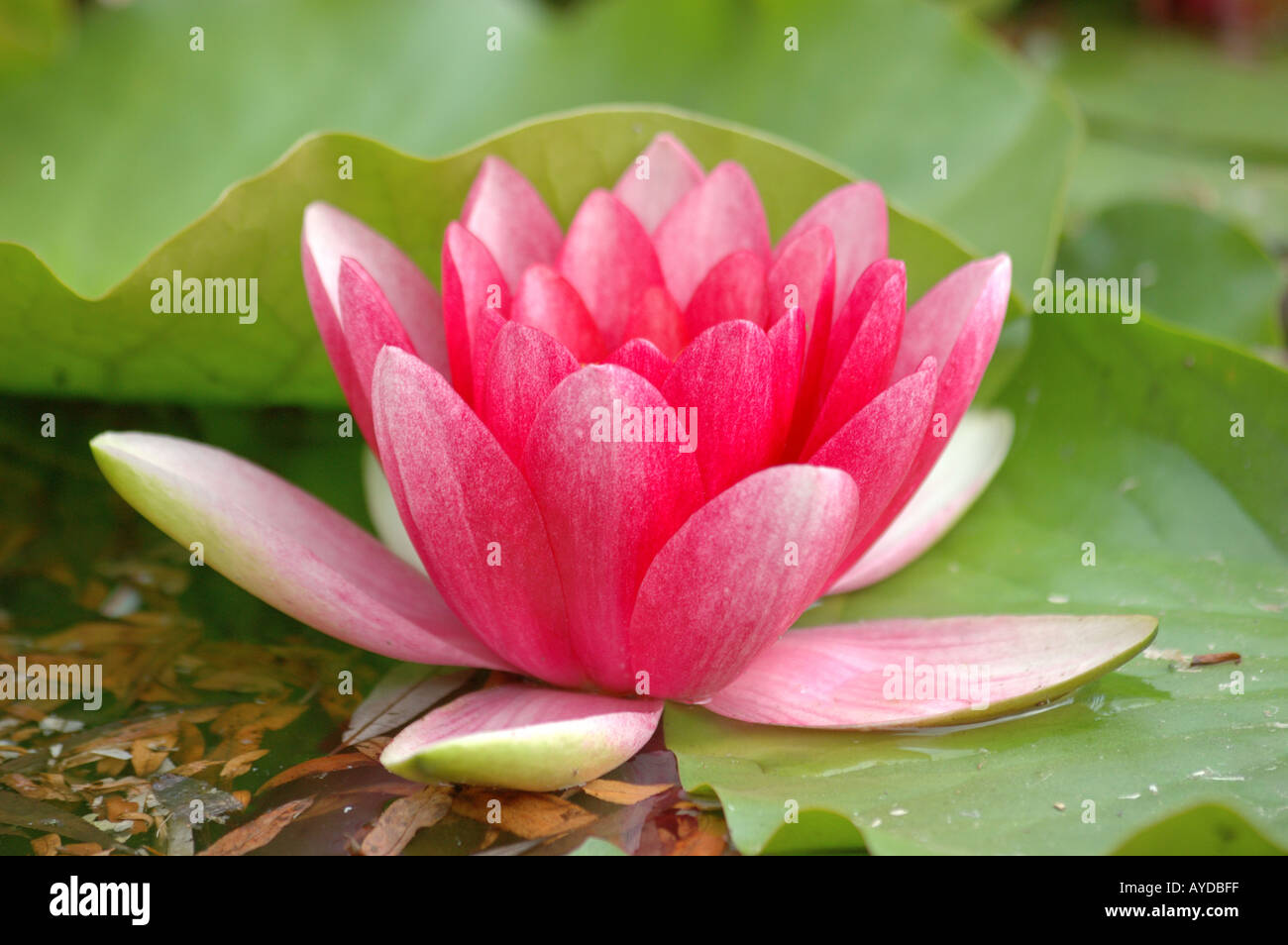 Stillwater pond hi-res stock photography and images - Alamy