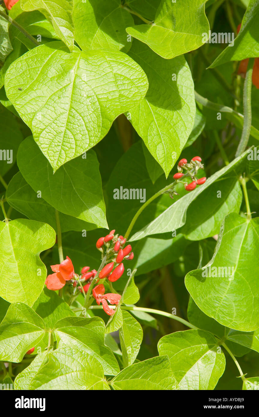 organic runner beans on an allotment in Ambleside, Cumbria, UK Stock ...