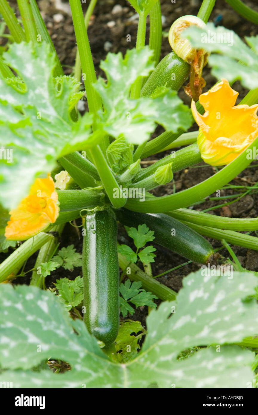 organic courgette on an allotment in Ambleside, Cumbria, UK Stock Photo ...
