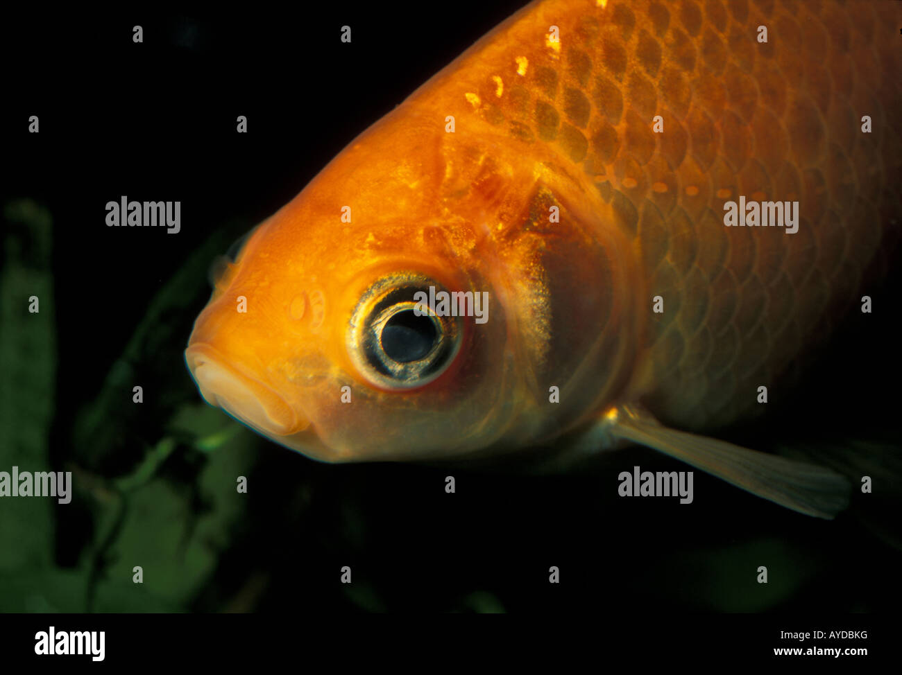 Goldfish, Carassius, auratus, freshwater, fish, Ciprinidae Stock Photo ...