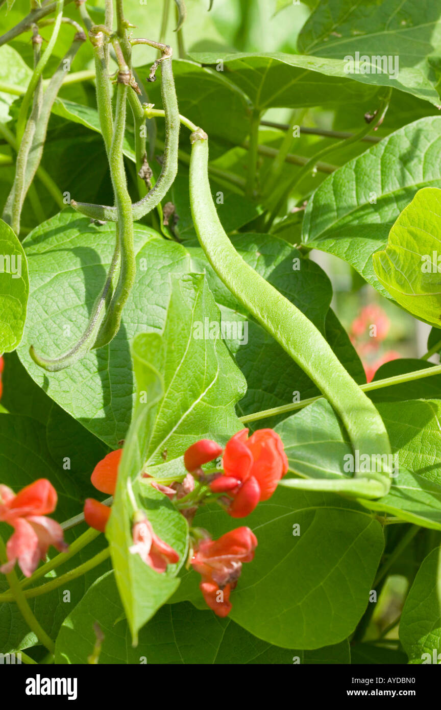 organic runner beans on an allotment in ambleside, Cumbria, UK Stock ...