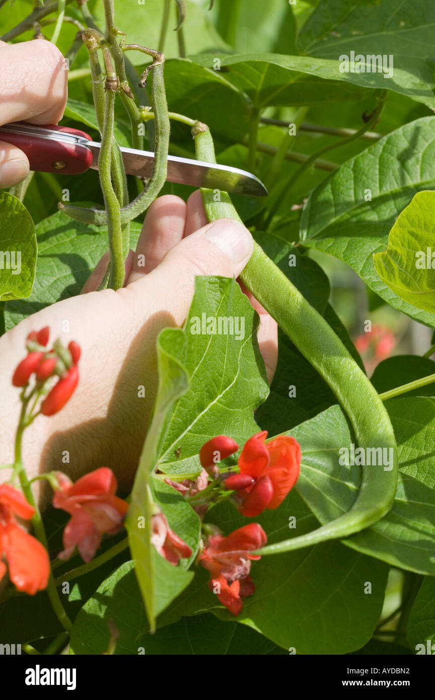 Runner beans seed pod hi-res stock photography and images - Alamy