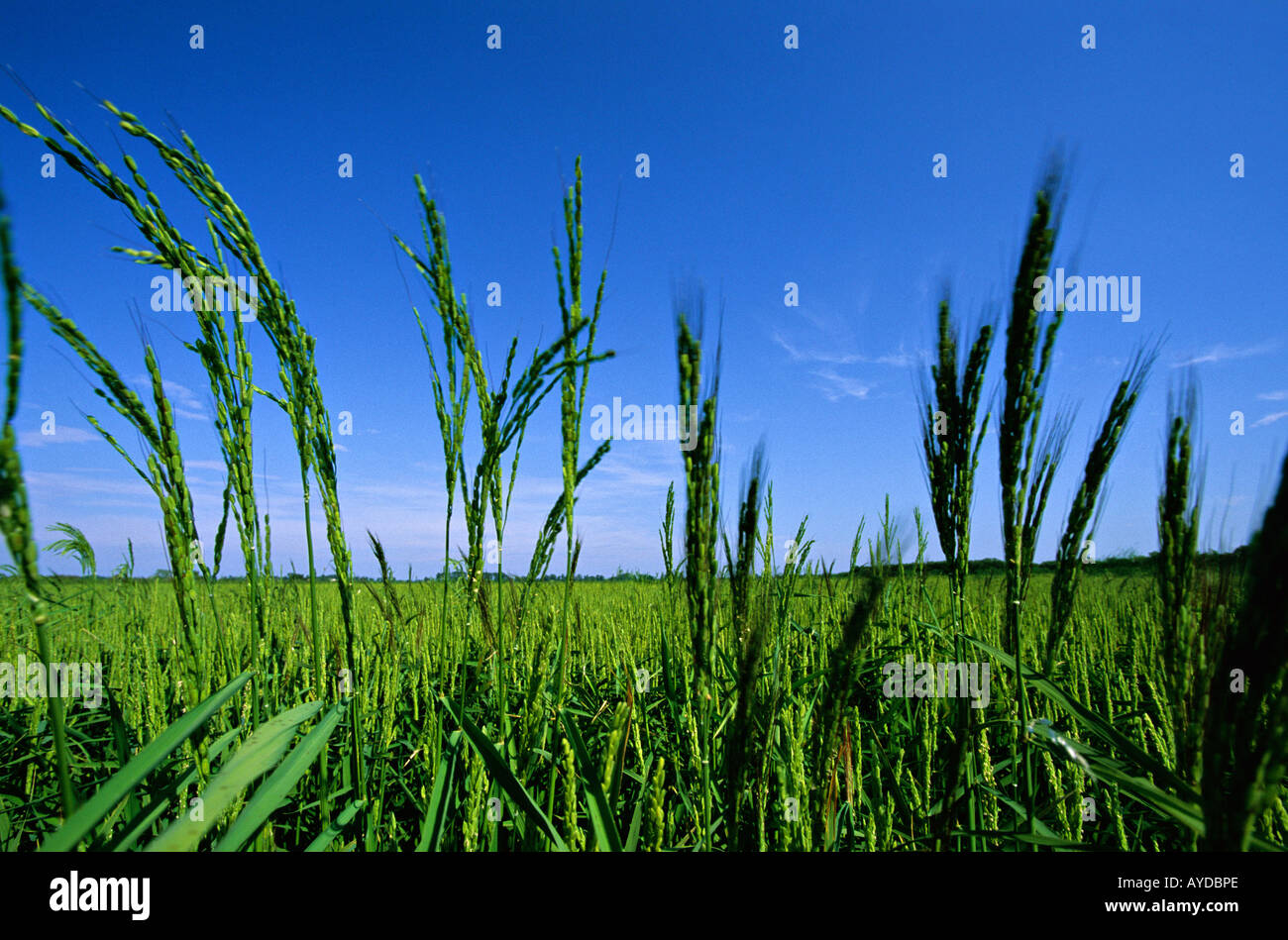 Rice culture in Camargue France Stock Photo - Alamy