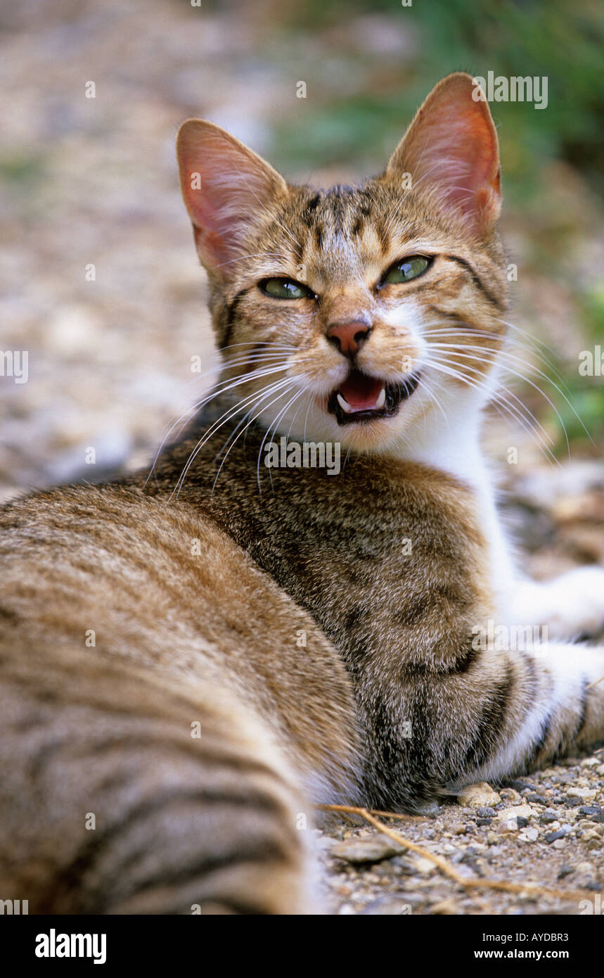 Cat mew hi-res stock photography and images - Alamy