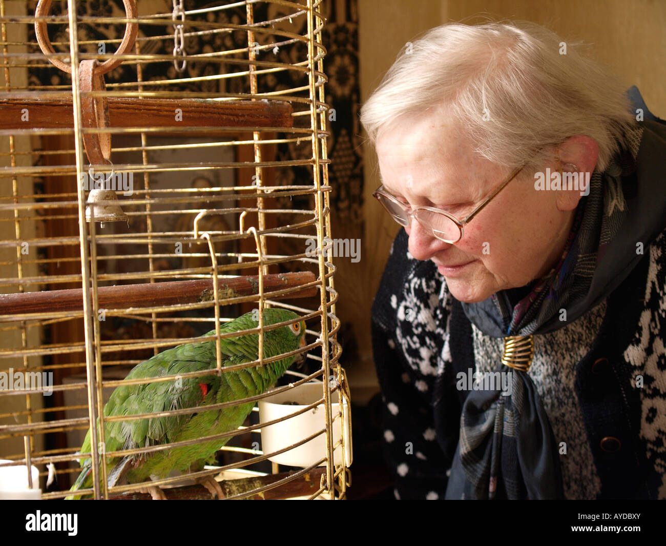 Pet parrot hi-res stock photography and images - Alamy