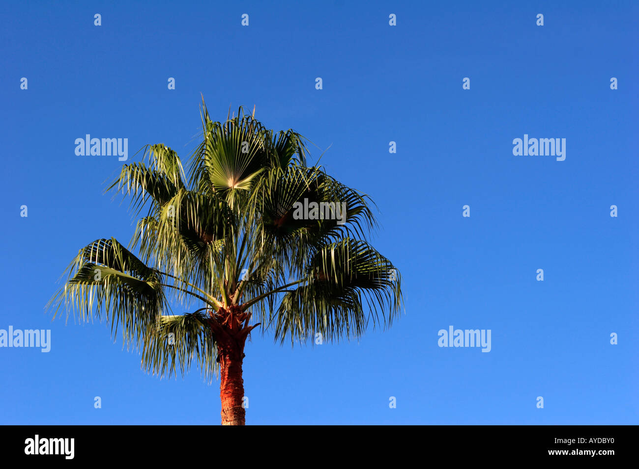 Palmtree cut out hi-res stock photography and images - Alamy