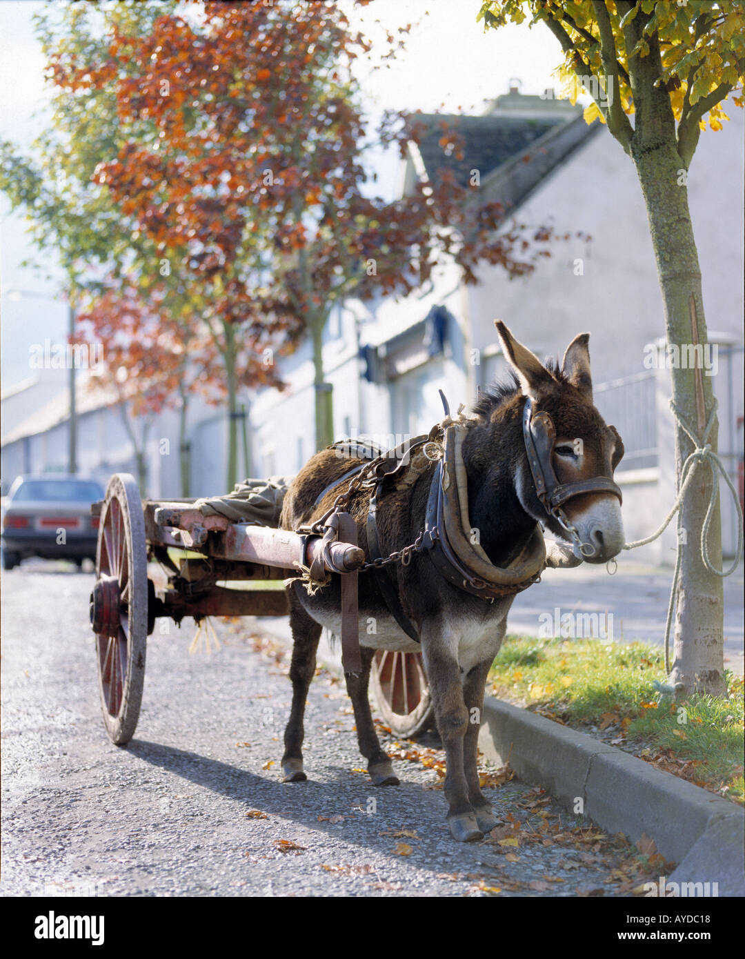donkey with cart tied to a tree in an irish village street Stock Photo ...