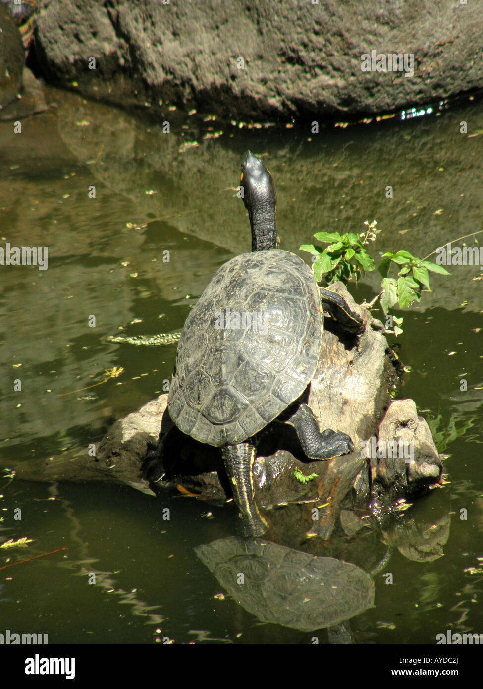River turtle hi-res stock photography and images - Alamy