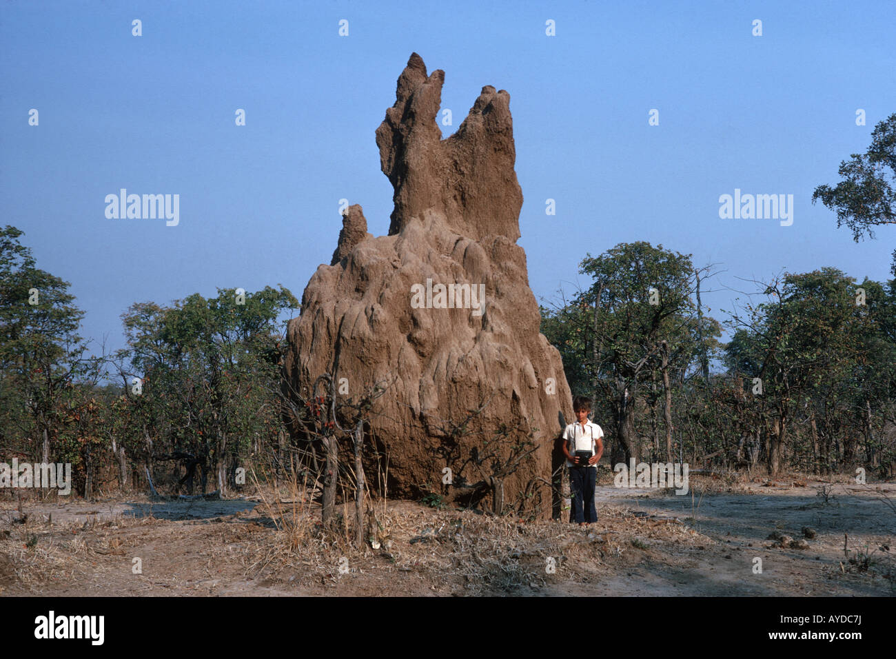 Termite isoptera hi-res stock photography and images - Alamy