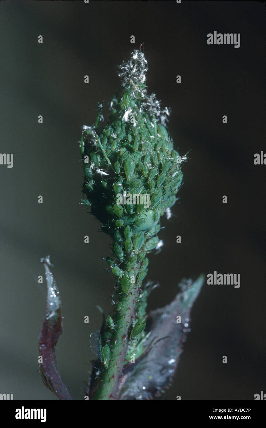 Greenfly uk hi-res stock photography and images - Alamy