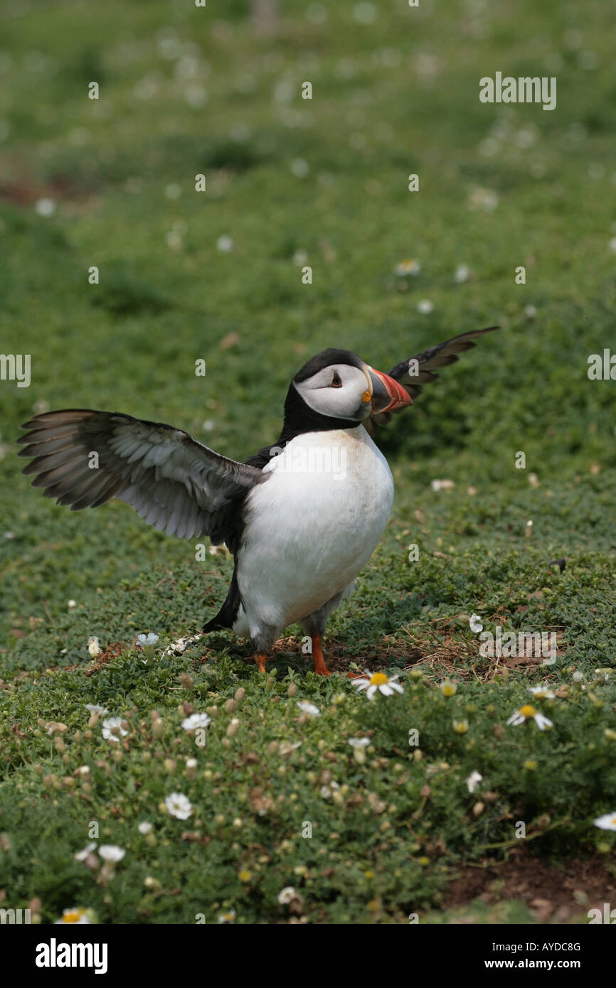 Atlantic puffin spreading its wings Stock Photo - Alamy