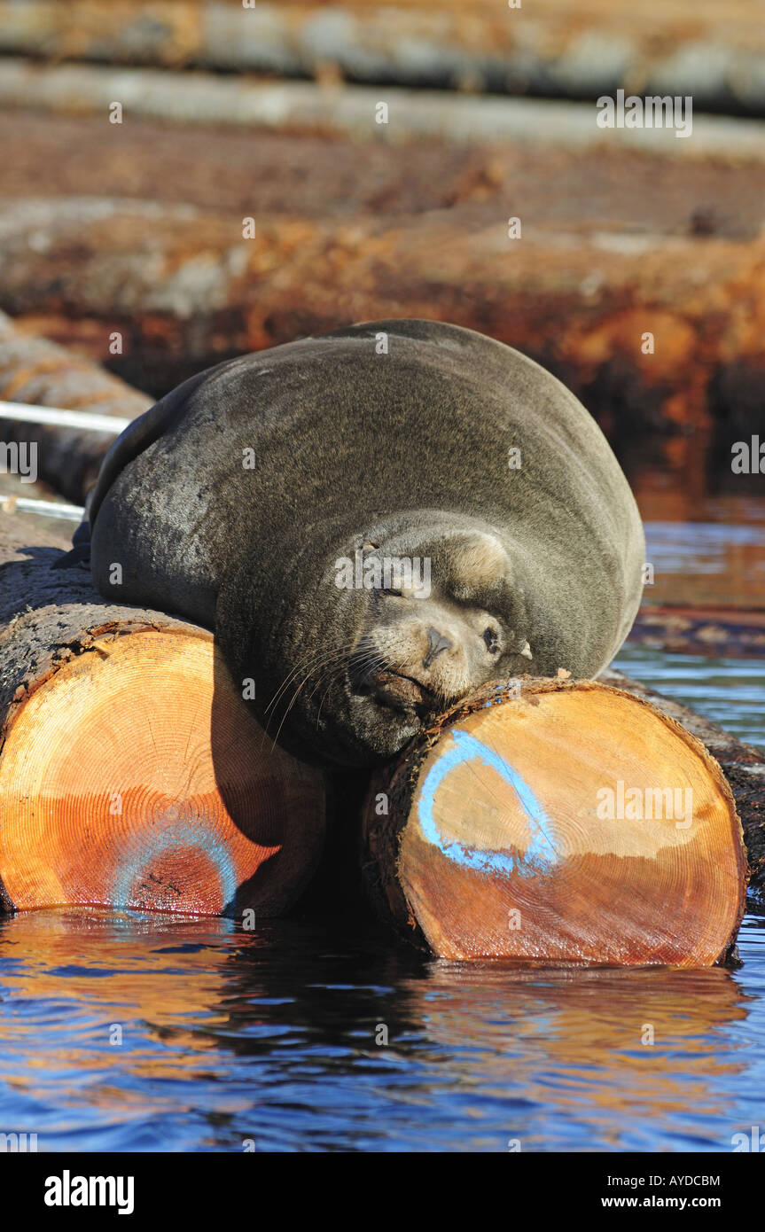 George steller hi-res stock photography and images - Alamy