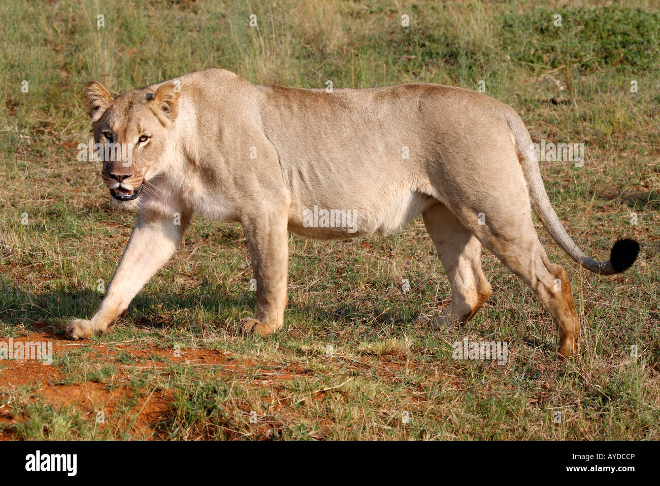 Female lion hi-res stock photography and images - Alamy