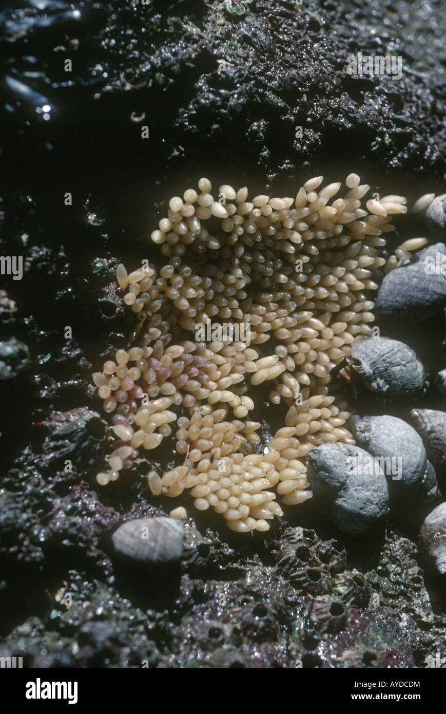 Nucella Lapillus Stock Photos & Nucella Lapillus Stock Images - Alamy