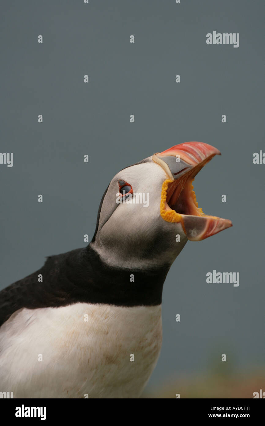 Puffin with its beak open Stock Photo - Alamy