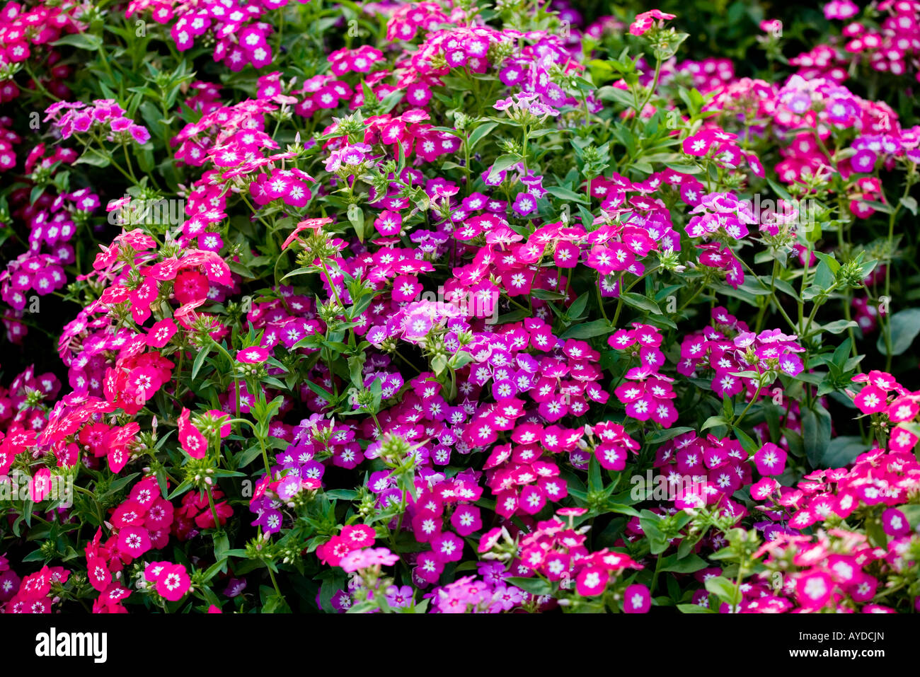 Cultivated flowers, New Delhi, India Stock Photo - Alamy