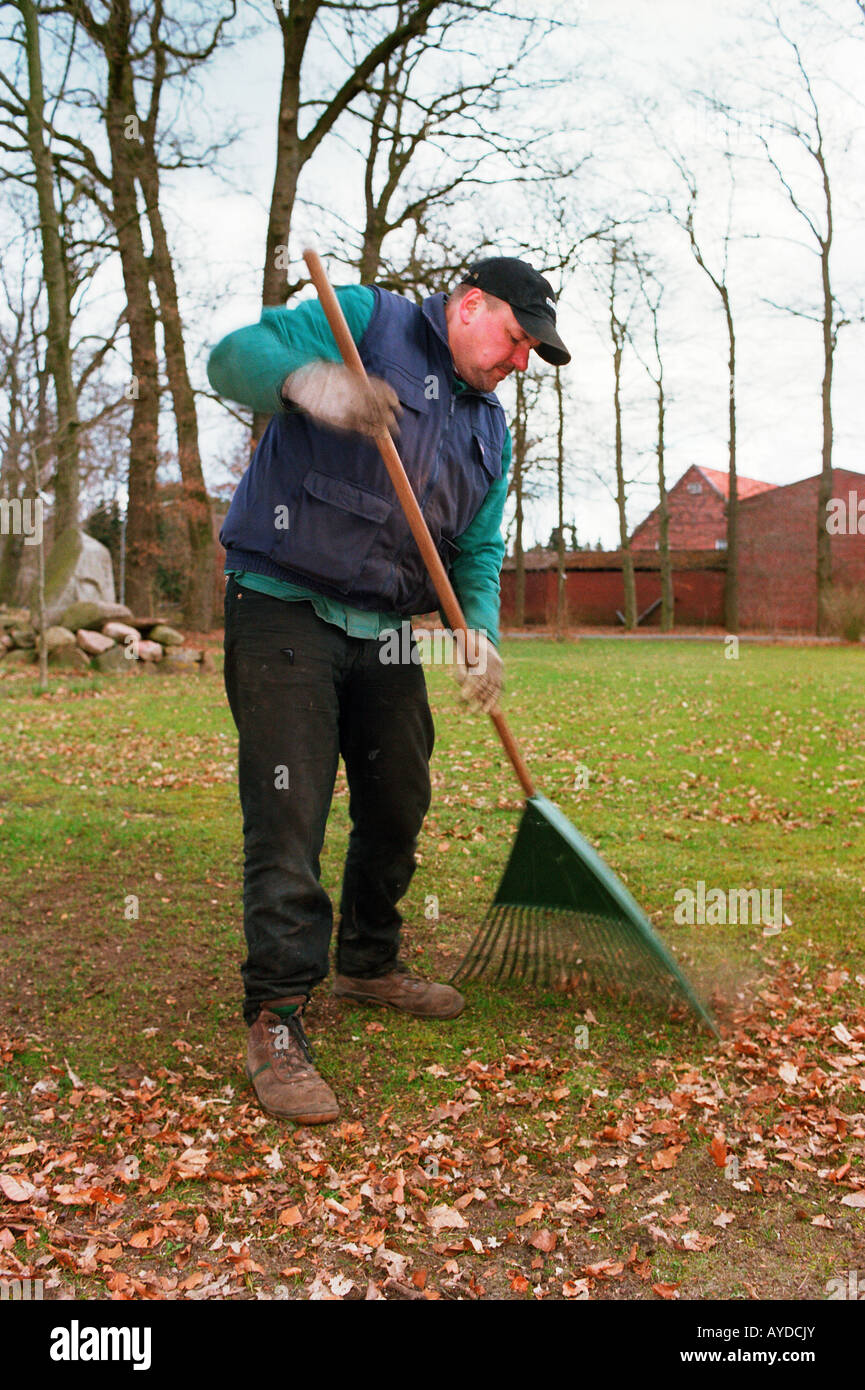 Man raking leaves in a garden, Heidenau, Germany Stock Photo - Alamy