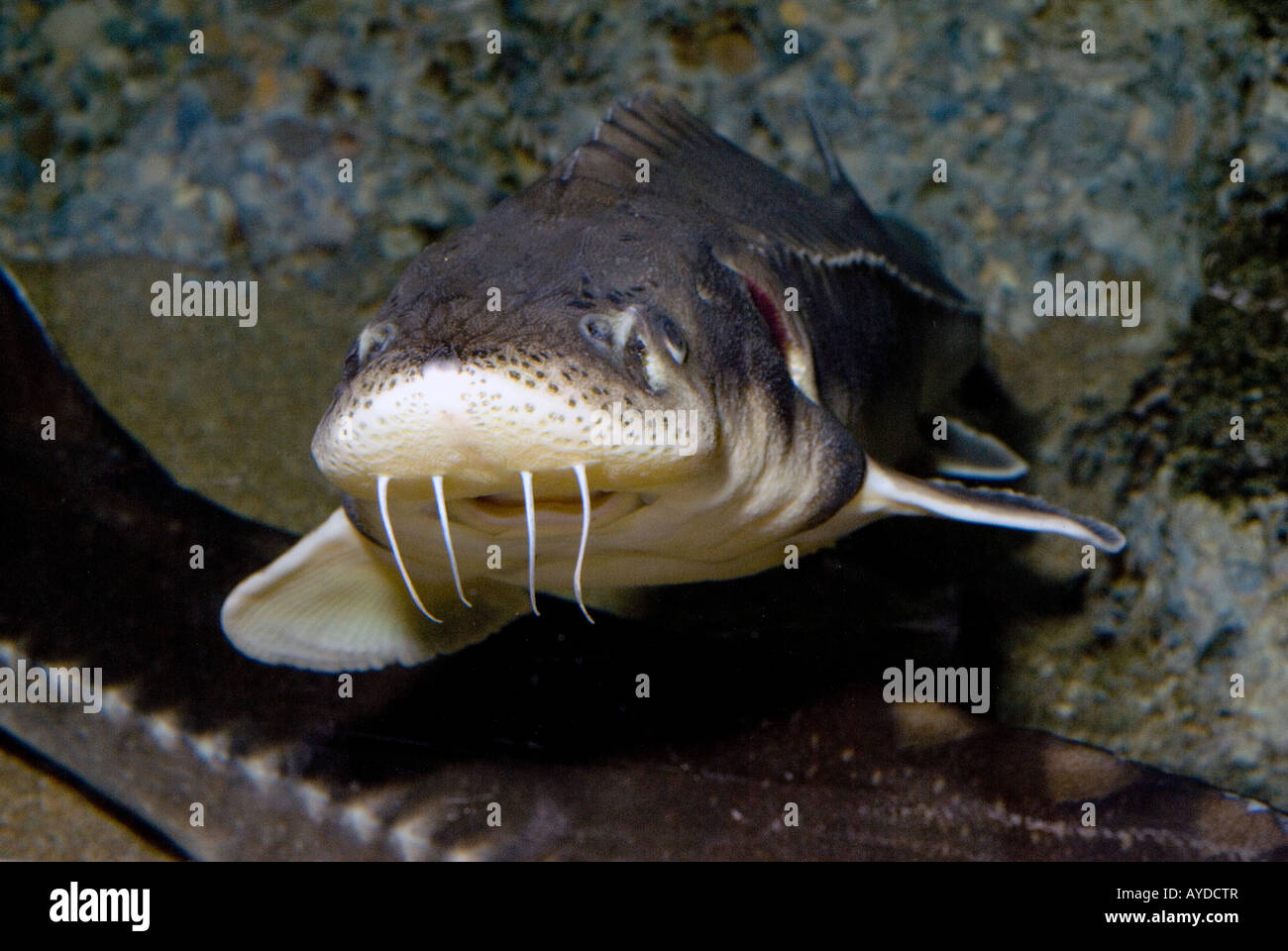 Acipenseridae hi-res stock photography and images - Alamy