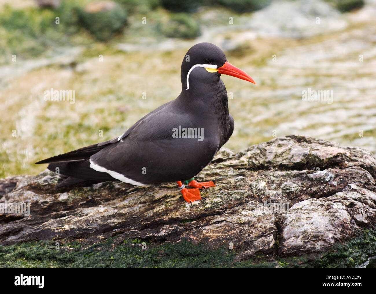 Inca bird hi-res stock photography and images - Alamy