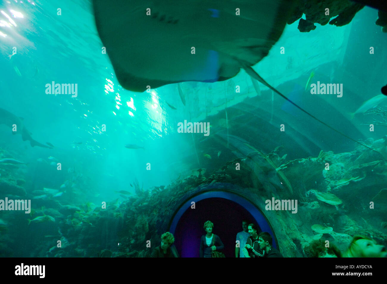 The Deep, Europe's deepest aquarium, in Hull, Yorkshire, UK Stock Photo ...