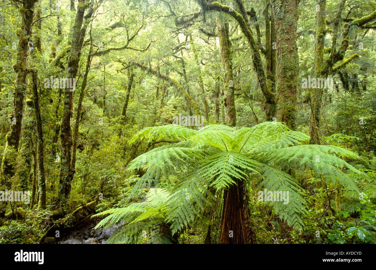Rainforest Milford Sound Fiordland National Park Southland New Zealand ...