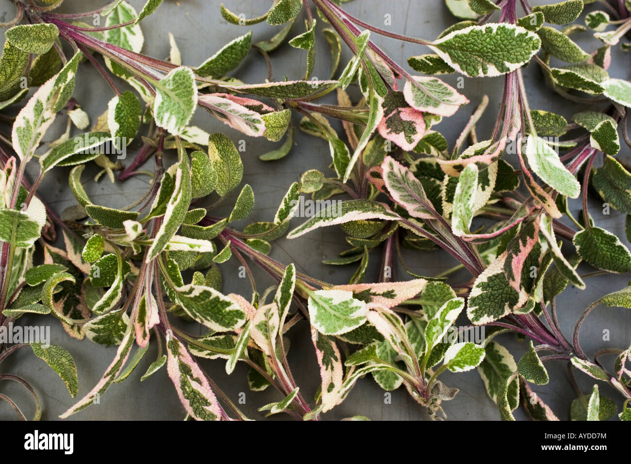 Sage leaf leaves Stock Photo - Alamy