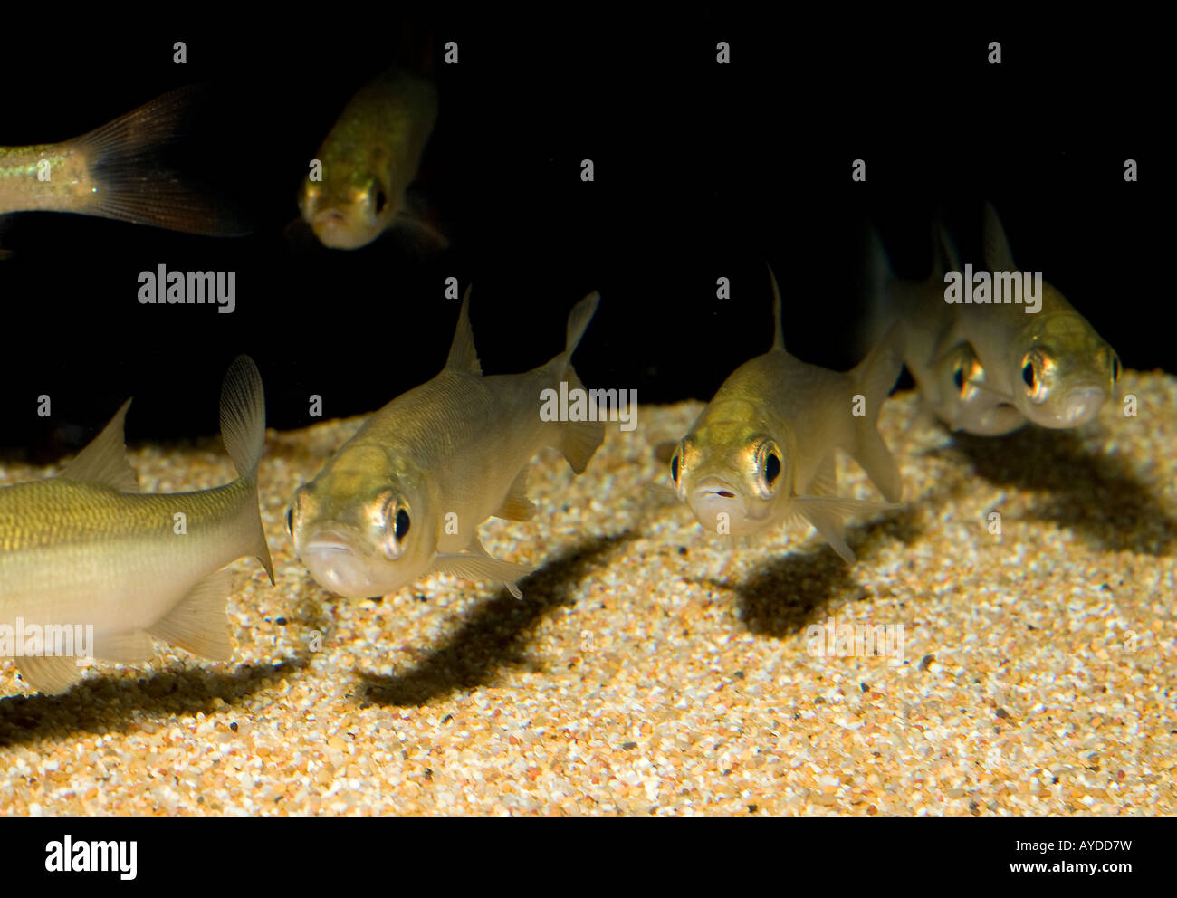 Leuciscus idus, Orfe, ciprinidae, freshwater fish of Europe Stock Photo ...