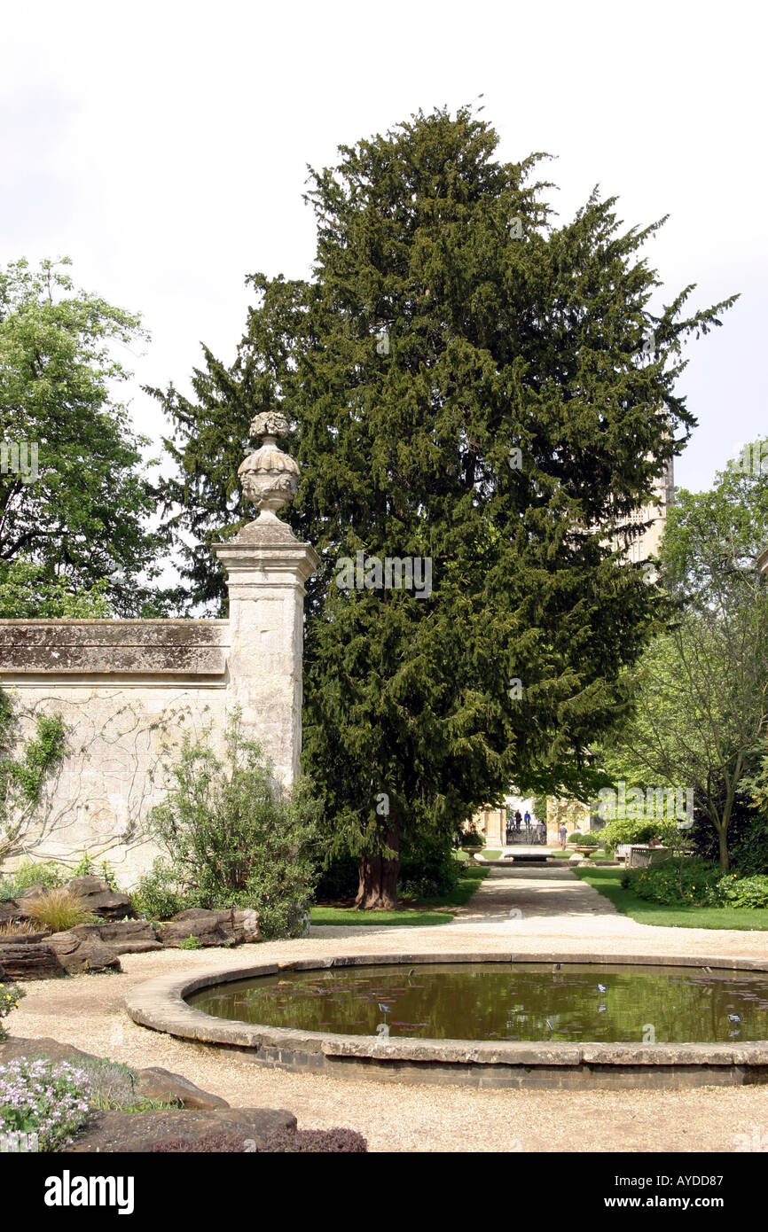 The 17th century yew tree at Oxford's Botanical Gardens Stock Photo - Alamy