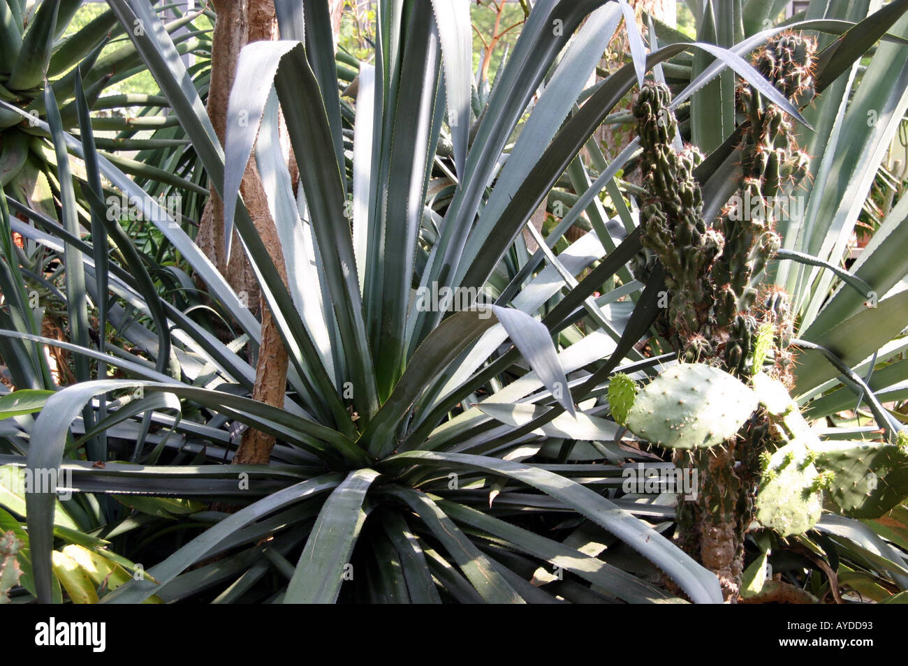tequila agave tequilana plant at Oxford's Botanical Gardens Stock Photo ...