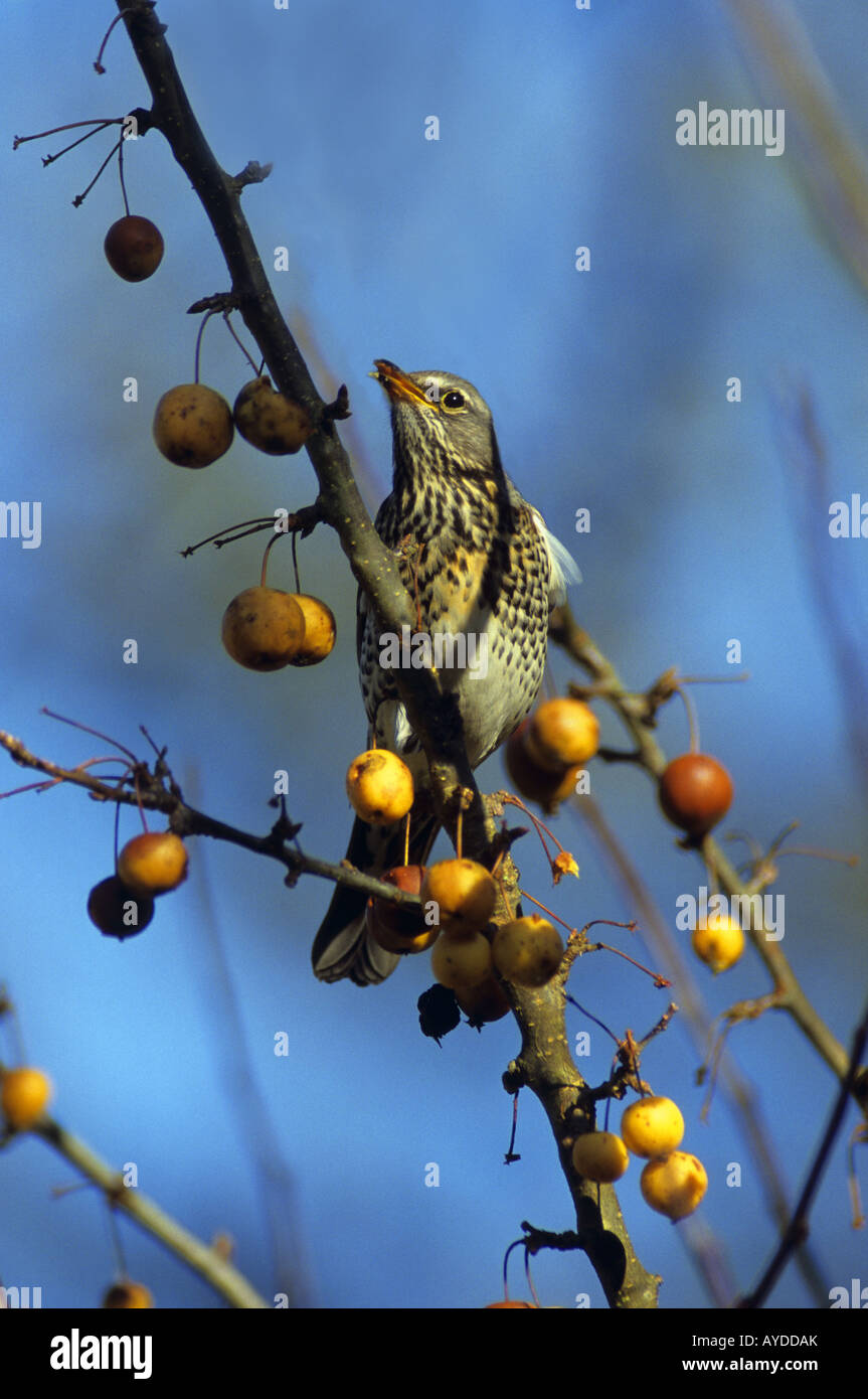 Turdus pilaris fieldfare feeding hi-res stock photography and images ...