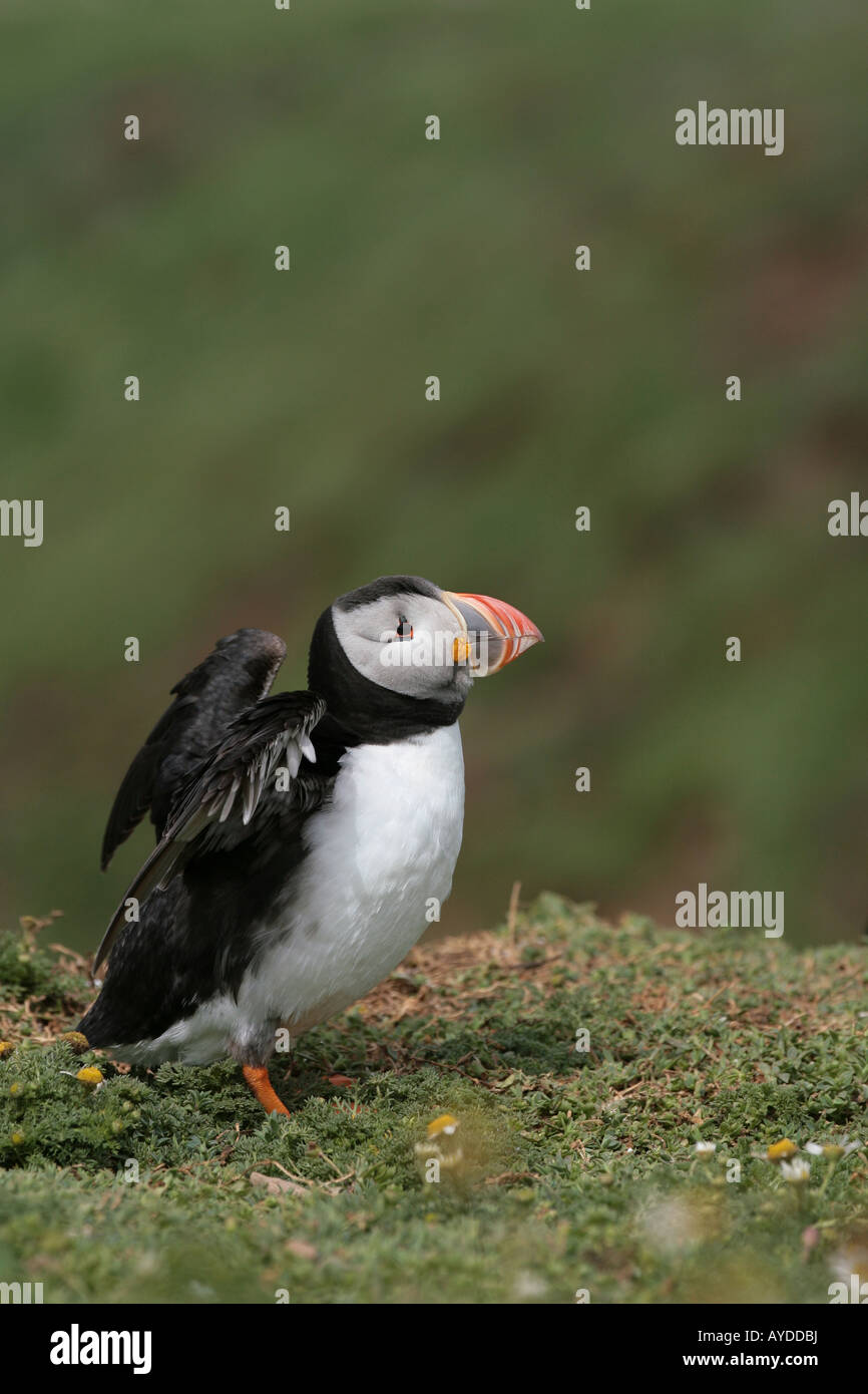 Atlantic puffin spreading its wings Stock Photo - Alamy