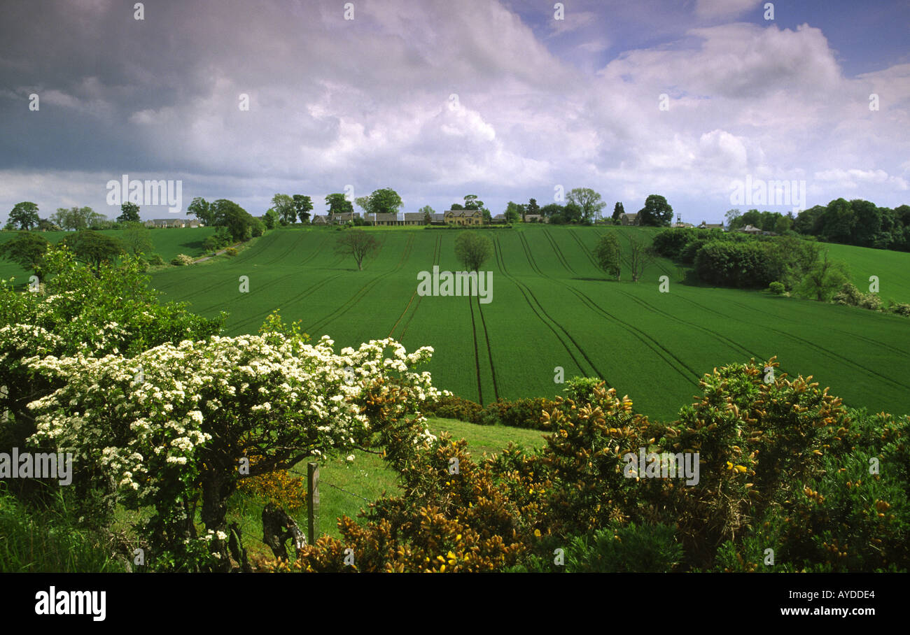 Rural scene in the Scottish Borders Scotland UK Stock Photo - Alamy