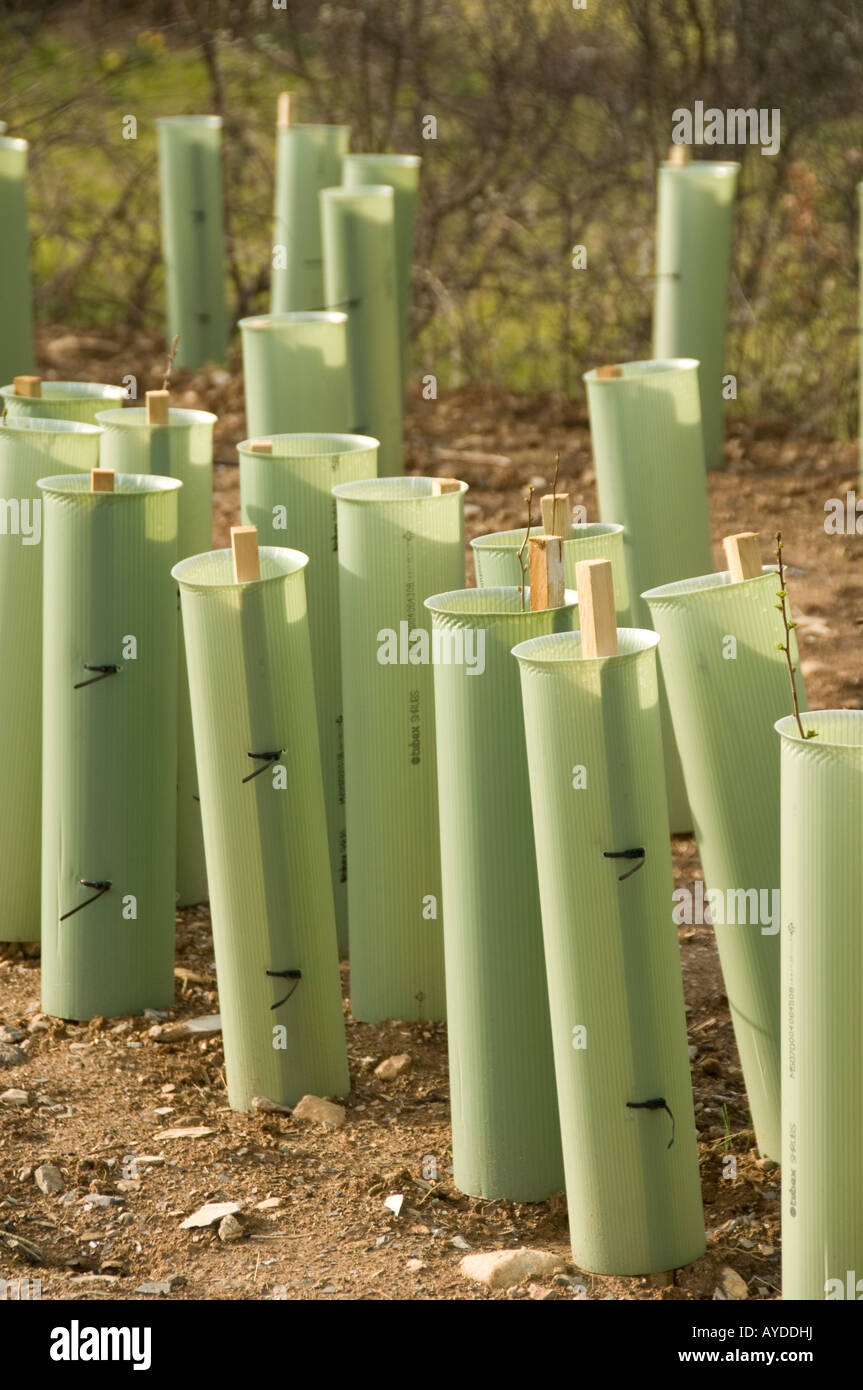 group of green plastic tubes protecting young tree saplings from pest ...