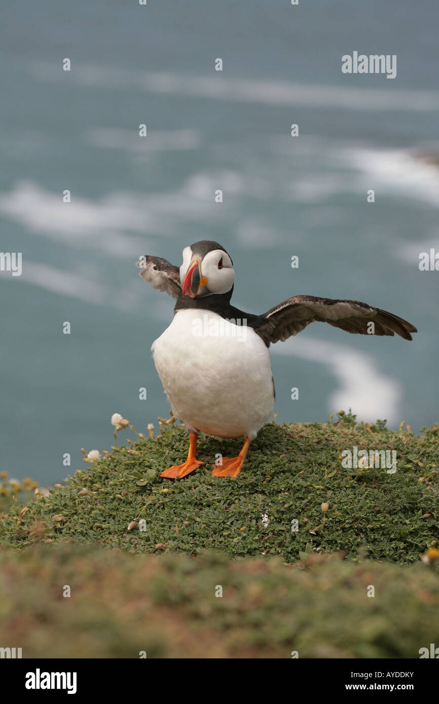 Atlantic puffin spreading its wings Stock Photo - Alamy