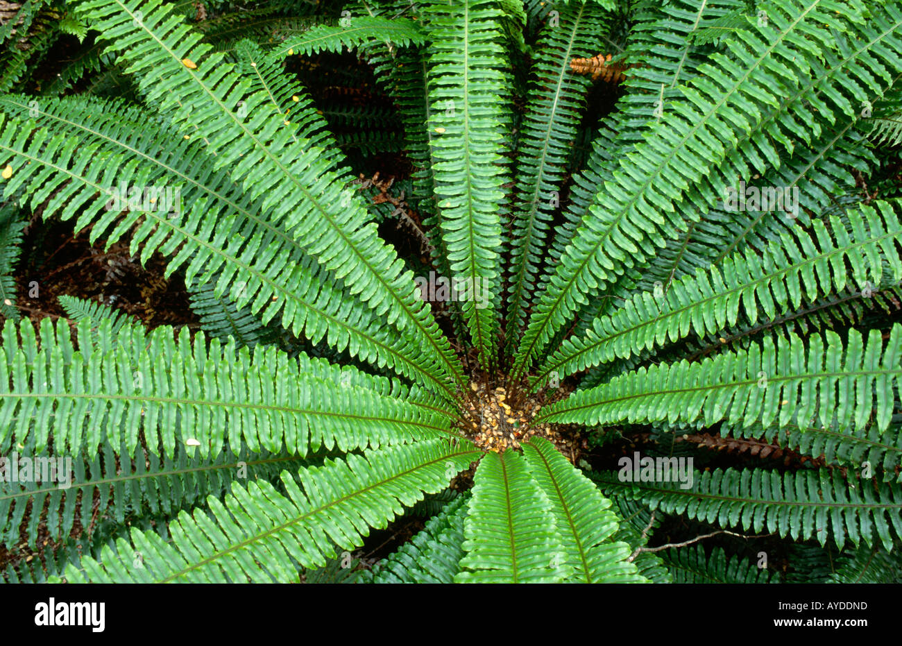 Crown Fern South Island New Zealand Stock Photo - Alamy