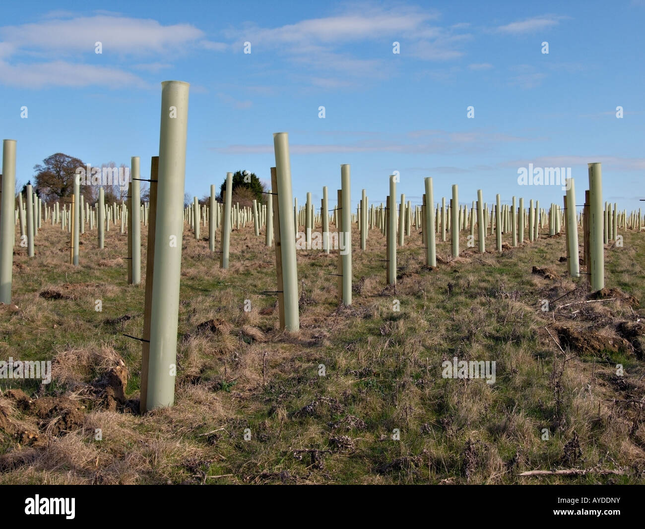 Young trees plantation protection hi-res stock photography and images ...