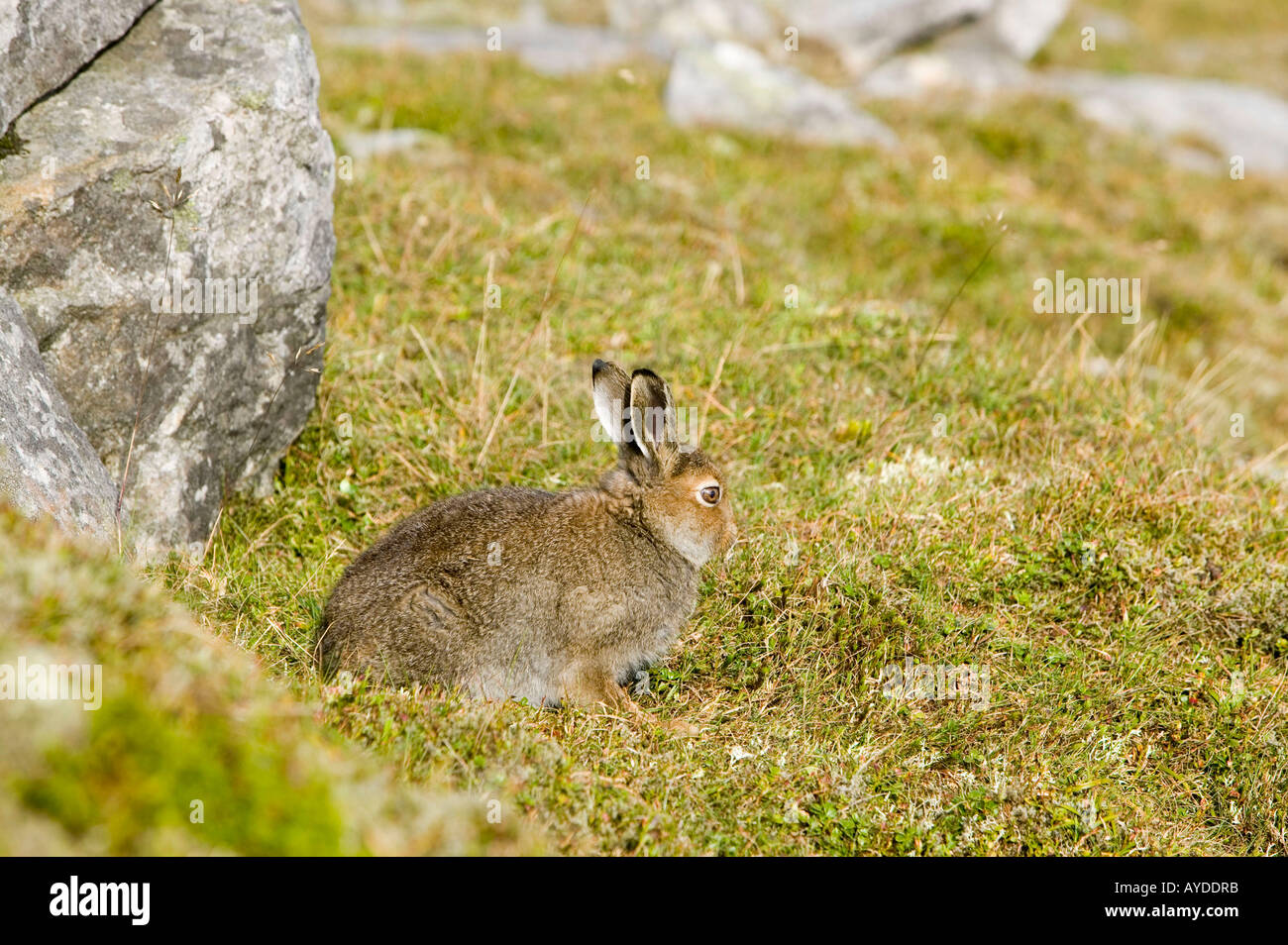 a Mountain Hare on Ben Stack, Sutherland, Scotland, UK Stock Photo - Alamy
