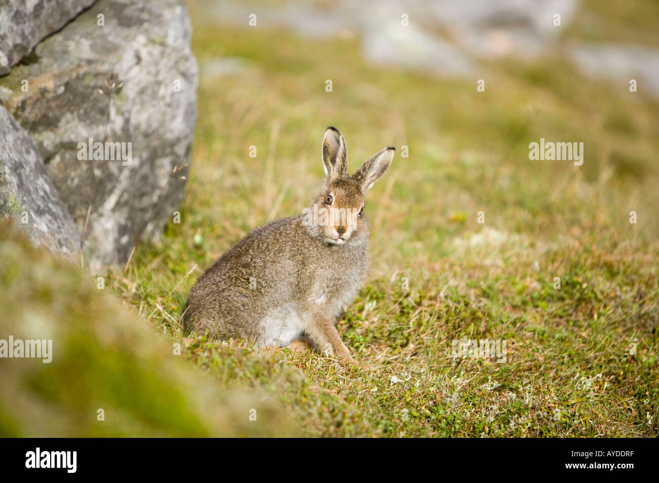 a Mountain Hare on Ben Stack, Sutherland, Scotland, UK Stock Photo - Alamy