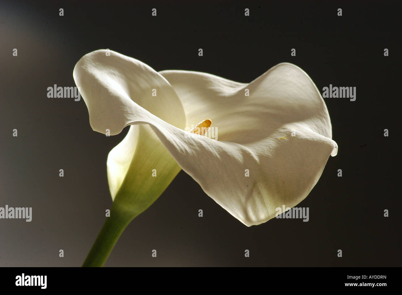 Calla calle flower hi-res stock photography and images - Alamy