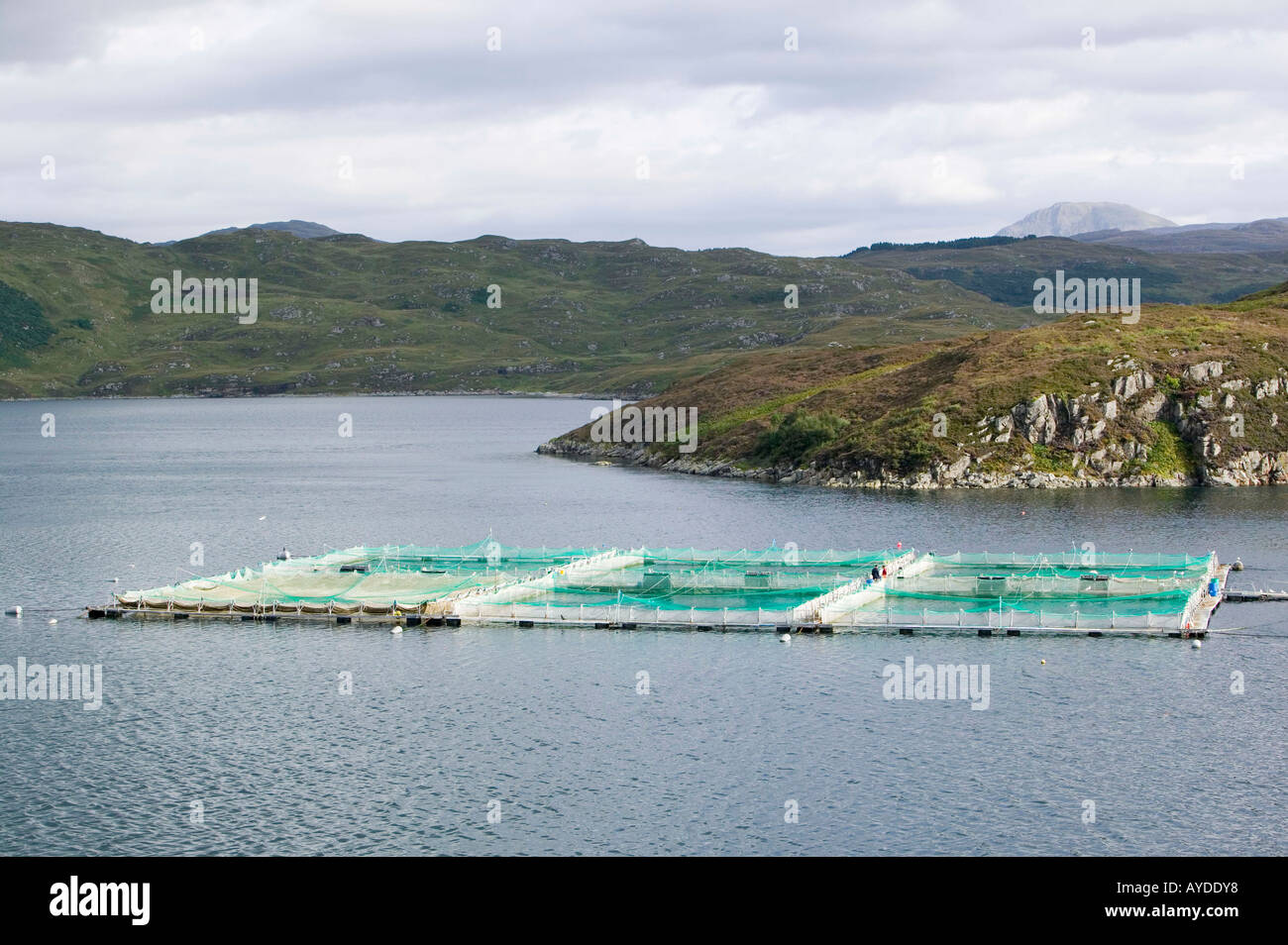 A Salmon fish farm near Drumbeg, assynt, Scotland, UK Stock Photo - Alamy