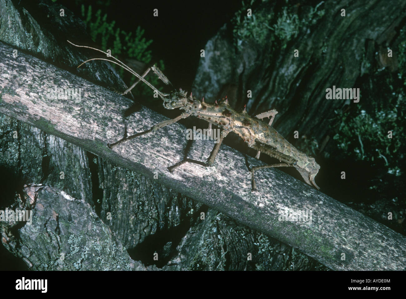Stick insect showing adaptive colouration and camouflage on twig UK ...