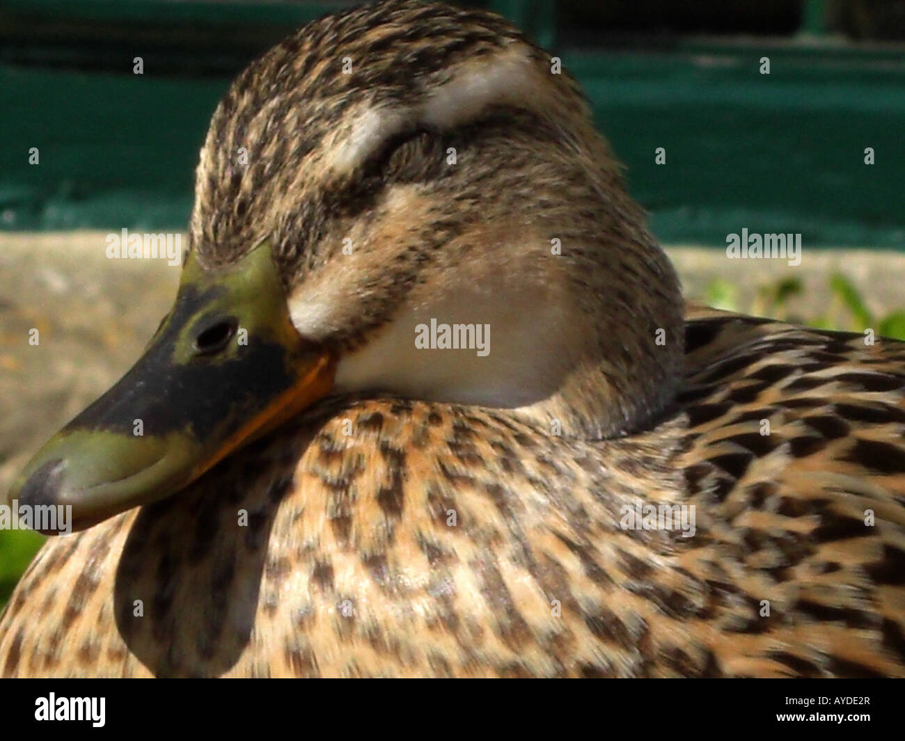 Sleeping duck hi-res stock photography and images - Alamy