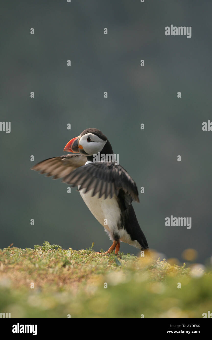 Atlantic puffin spreading its wings Stock Photo - Alamy