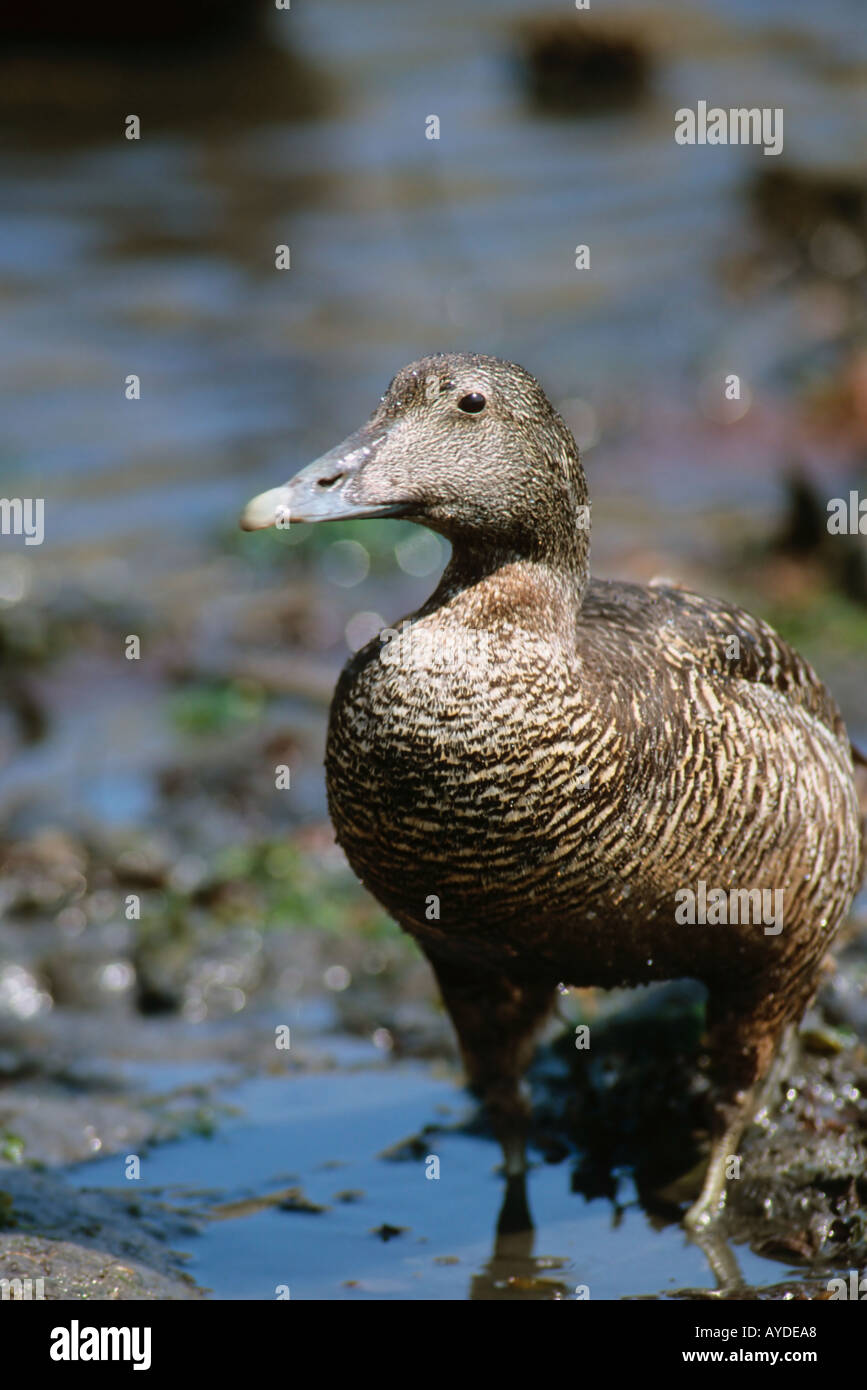 Female Eider Duck Somateria mollissima Stock Photo - Alamy