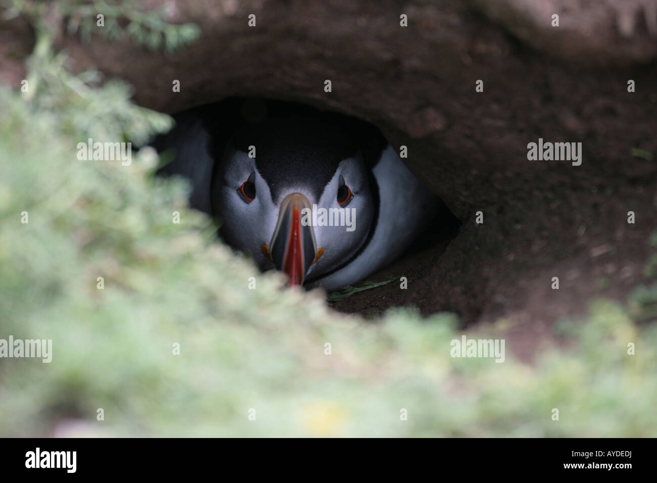 Atlantic puffin in its burrow Stock Photo - Alamy