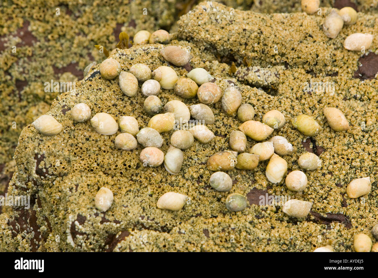 Dog whelk barnacles hi-res stock photography and images - Alamy