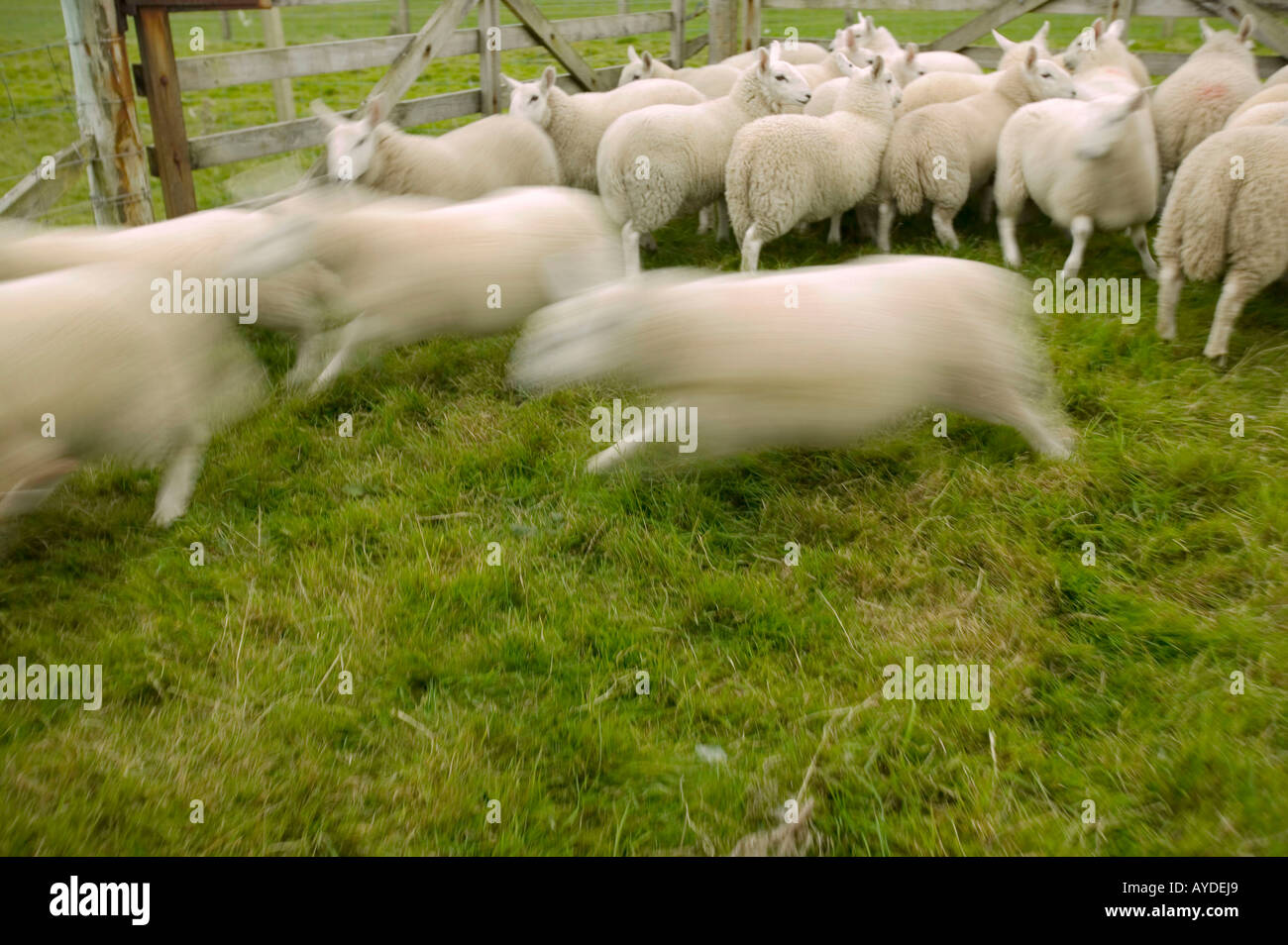 Counting sheep sleep hi-res stock photography and images - Alamy